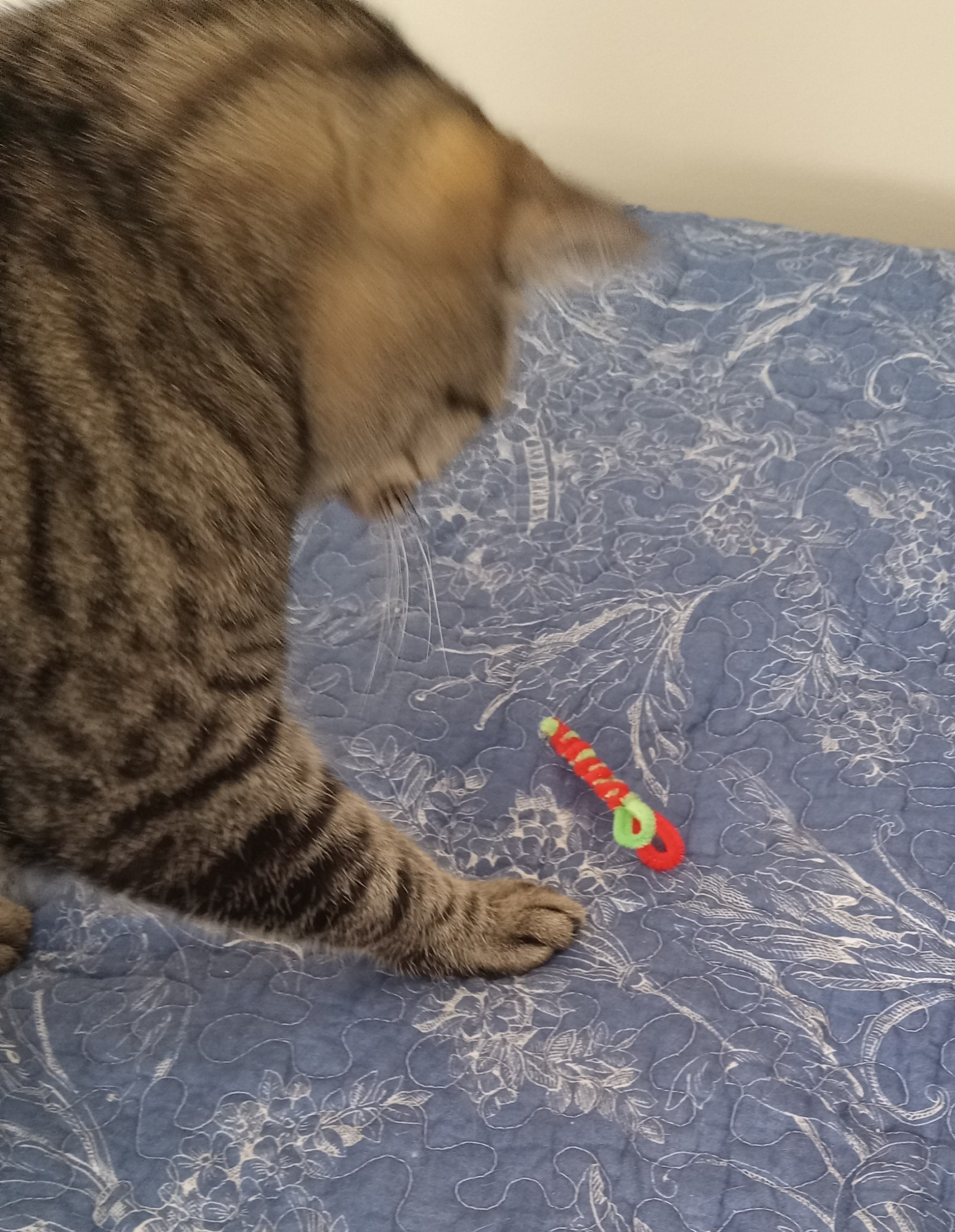 Perfect "cat"erpillar Cat and Kitten Toys - Awesome Pipe-cleaner ...