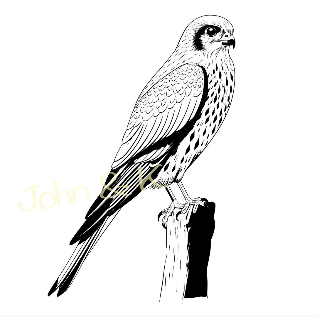 Falcon Svg, Bird of Prey Svg, Cutfile Cricut Silhouette Falcon Clipart Decal Jpg Pdf Png Iron on ...