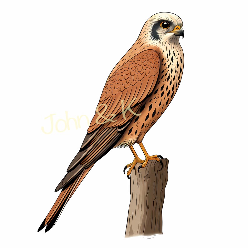 Falcon Svg Falcon Vector Malagasy Kestrel Svg Falcon - Etsy