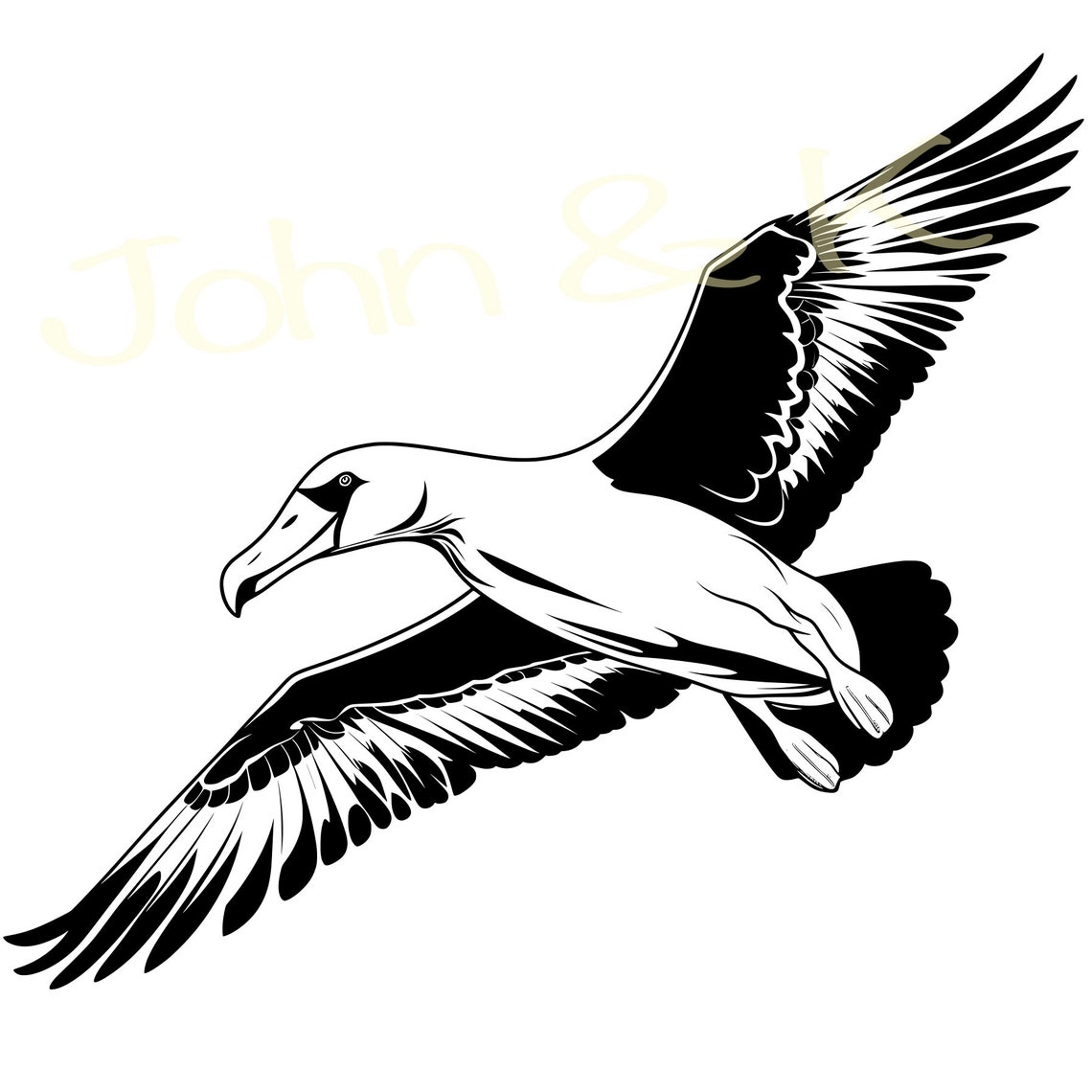 Royal Albatross Svg, New Zealand Albatross Svg, Elegant Royal Albatross ...
