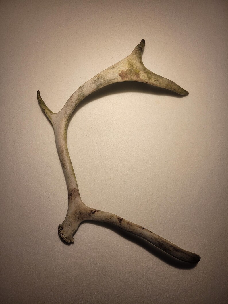 REINDEER ANTLER Natural Shed From the North of Sweden - Etsy
