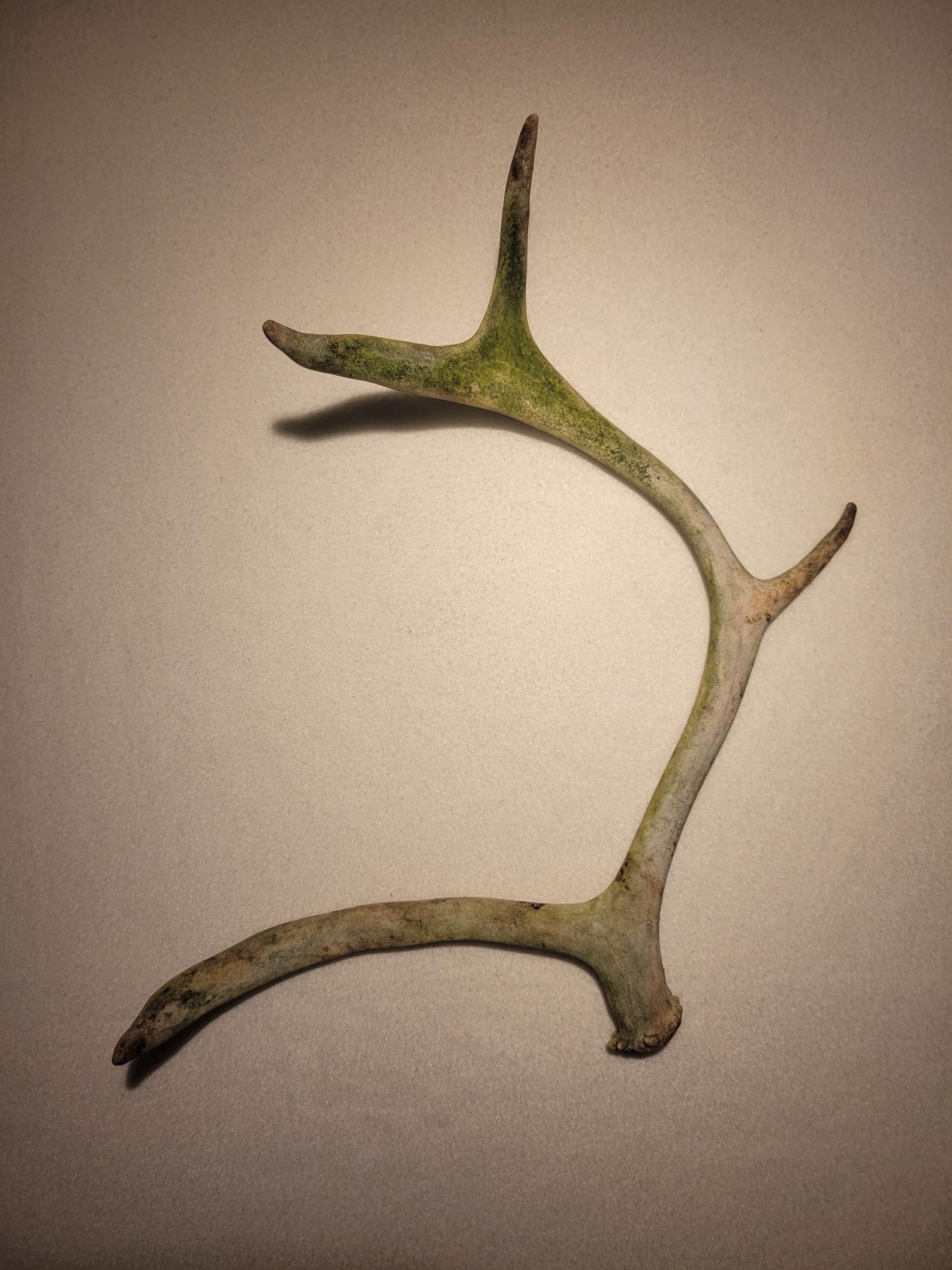 REINDEER ANTLER Natural Shed From the North of Sweden - Etsy