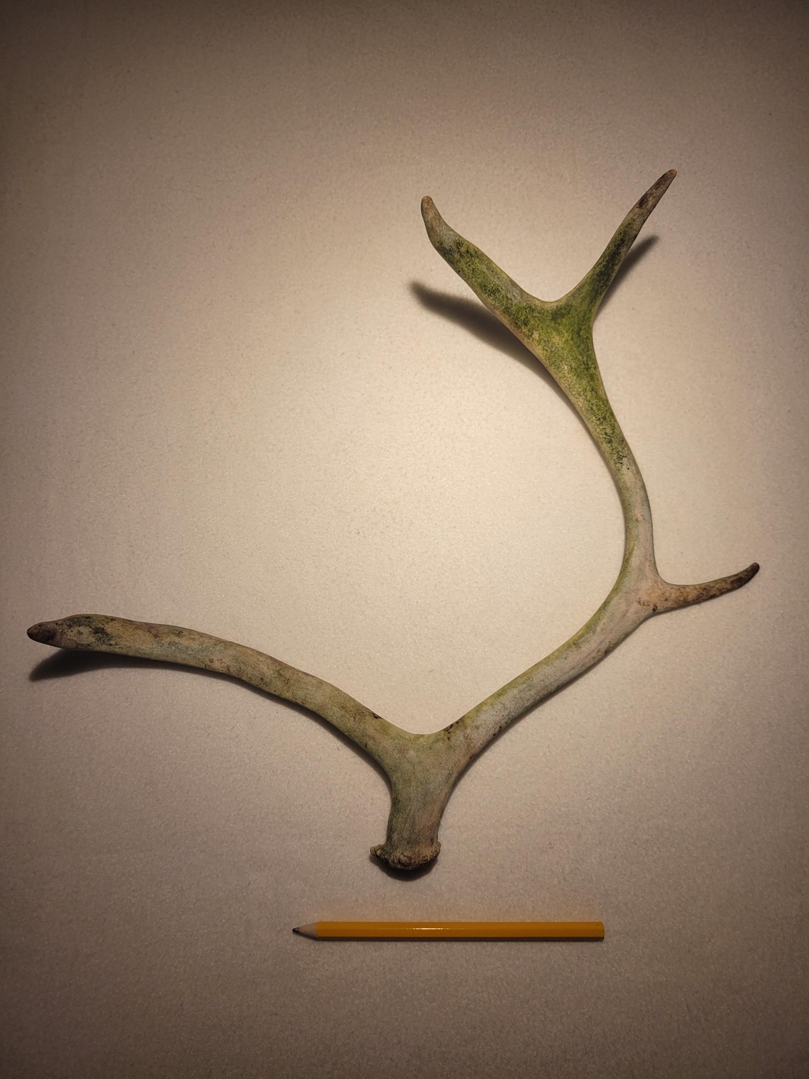 REINDEER ANTLER Natural Shed From the North of Sweden - Etsy