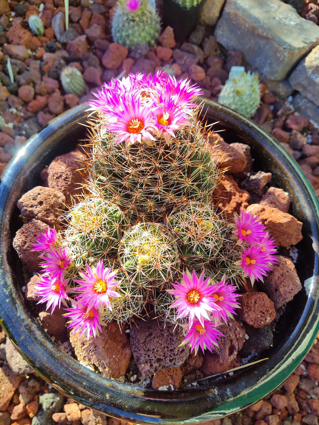 Escobaria(coryphantha)vivipara Seeds(50 Each), Open Pollinated, Garden ...