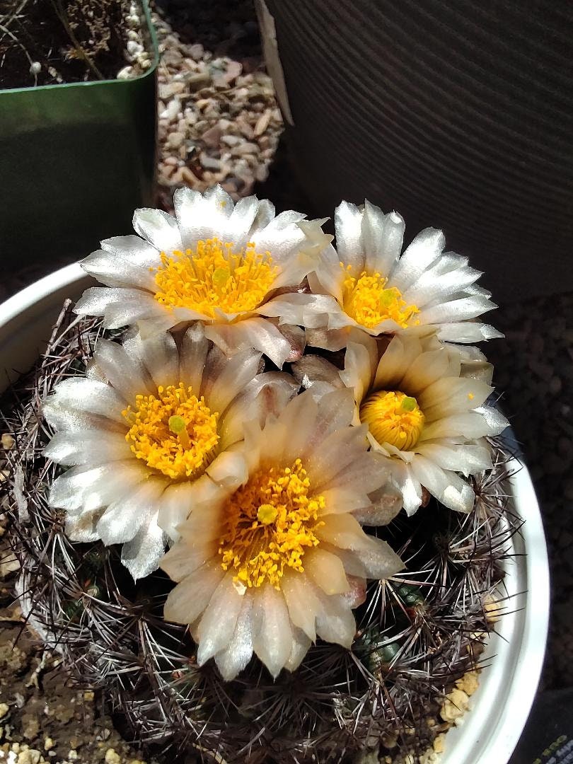 Pediocactus Simpsonii Seeds, Eagle County, Colorado - Etsy