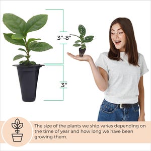 Tea Plants (4 Pack) | Real Live Plant for Sale | Perfect for Tea Lovers ...