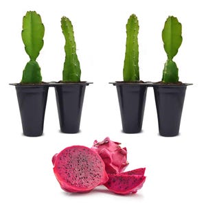 Dragon Fruit Plants (4 Pack) | Real Live Fruit Plants for Sale | Rare ...