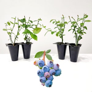 Blueberry Plant. Set of 4 Starter Plants. - Etsy