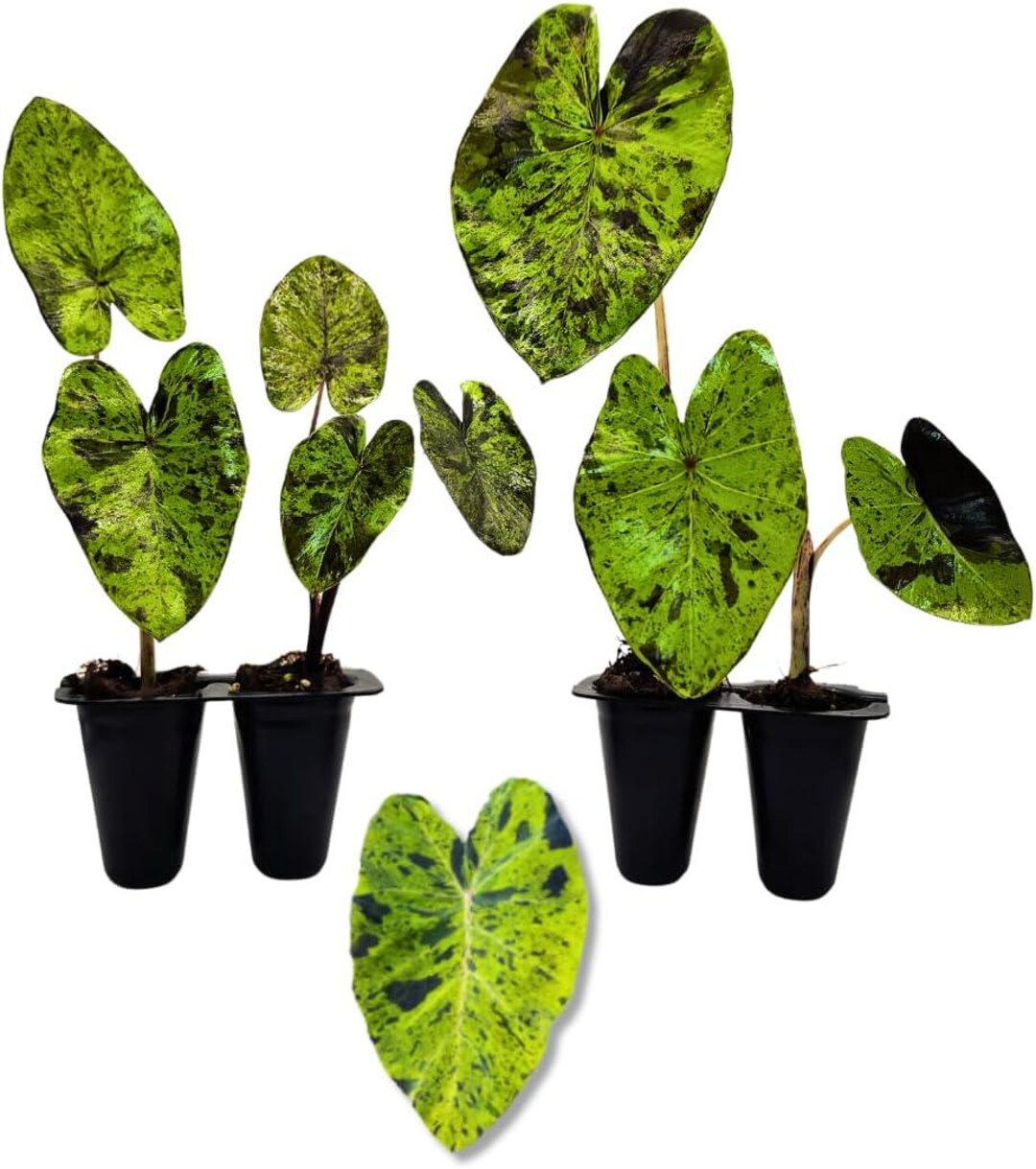 Elephant Ear Plants | Esculenta Mojito | (4-pack) Easy-to-grow Live ...