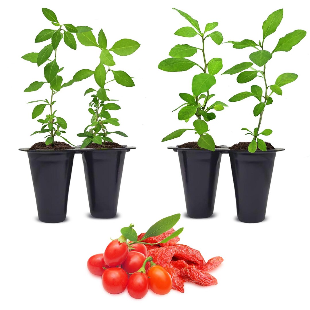 Goji Berry "wolfberry" Set of 4 Starter Plants - Etsy