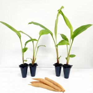 Ginger Plant (4 Pack) Edible Ginger Root Live Plants - Etsy