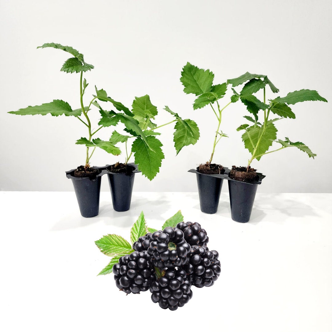 Blackberry Plant. Set of 4 Starter Plants - Etsy