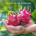 Dragon Fruit Plants (4 Pack) | Real Live Fruit Plants for Sale | Rare ...