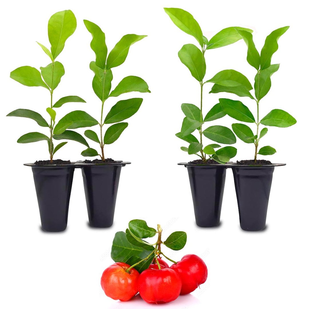 Cherry Trees (4 Pack) Live Plant for Sale | Easy to Grow Plants ...