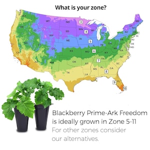 Blackberry Plant. Set of 4 Starter Plants - Etsy