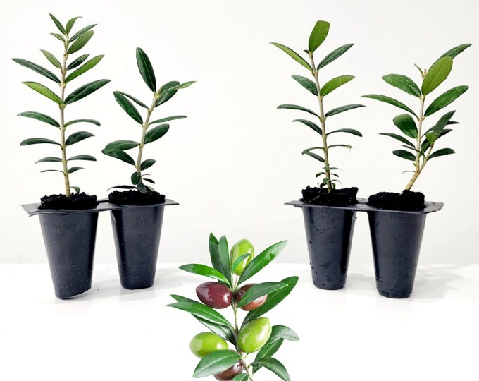Silver Olive Tree - Etsy