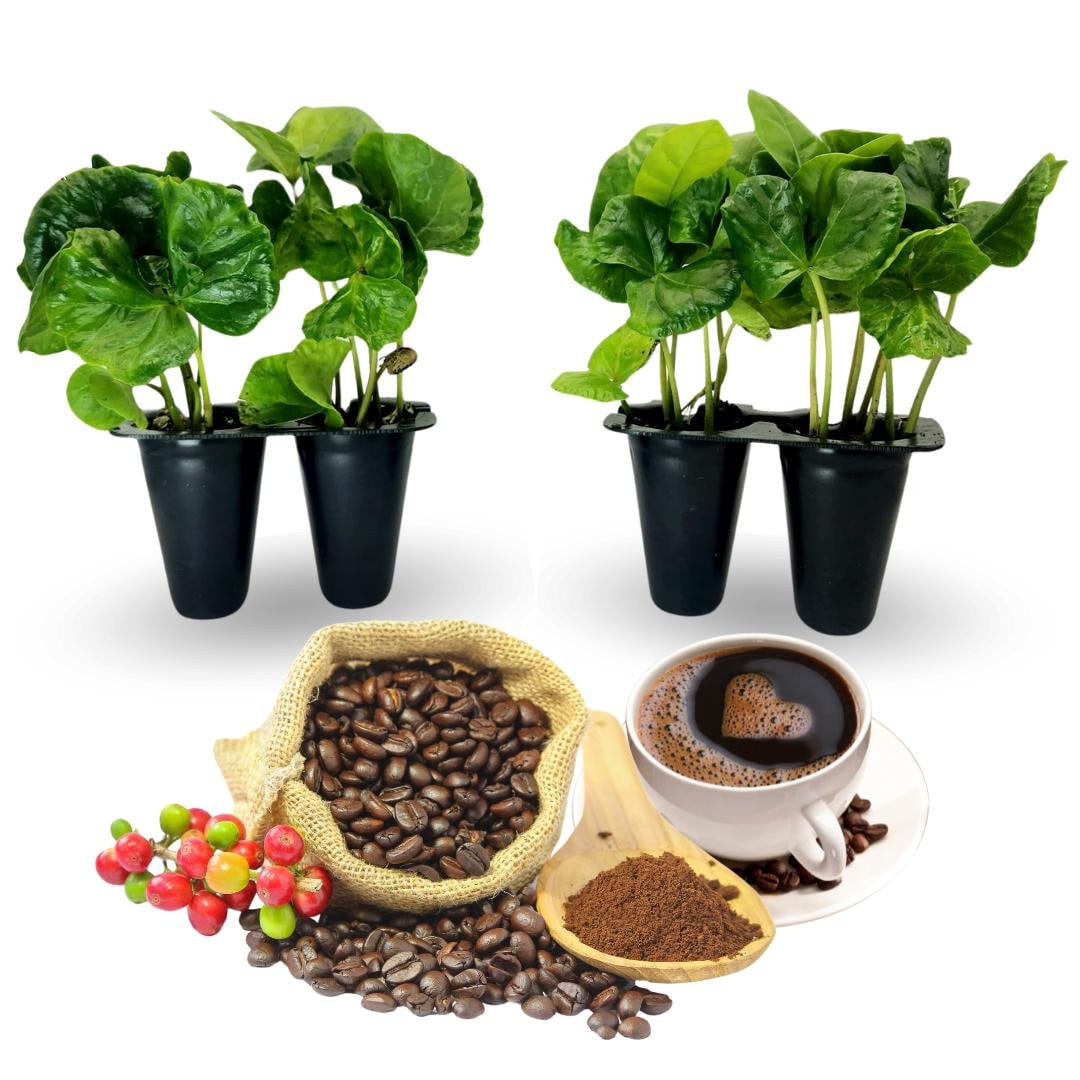 Coffee Plant arabica Real Live Plant for Sale 4 Pack Coffee Lover's ...