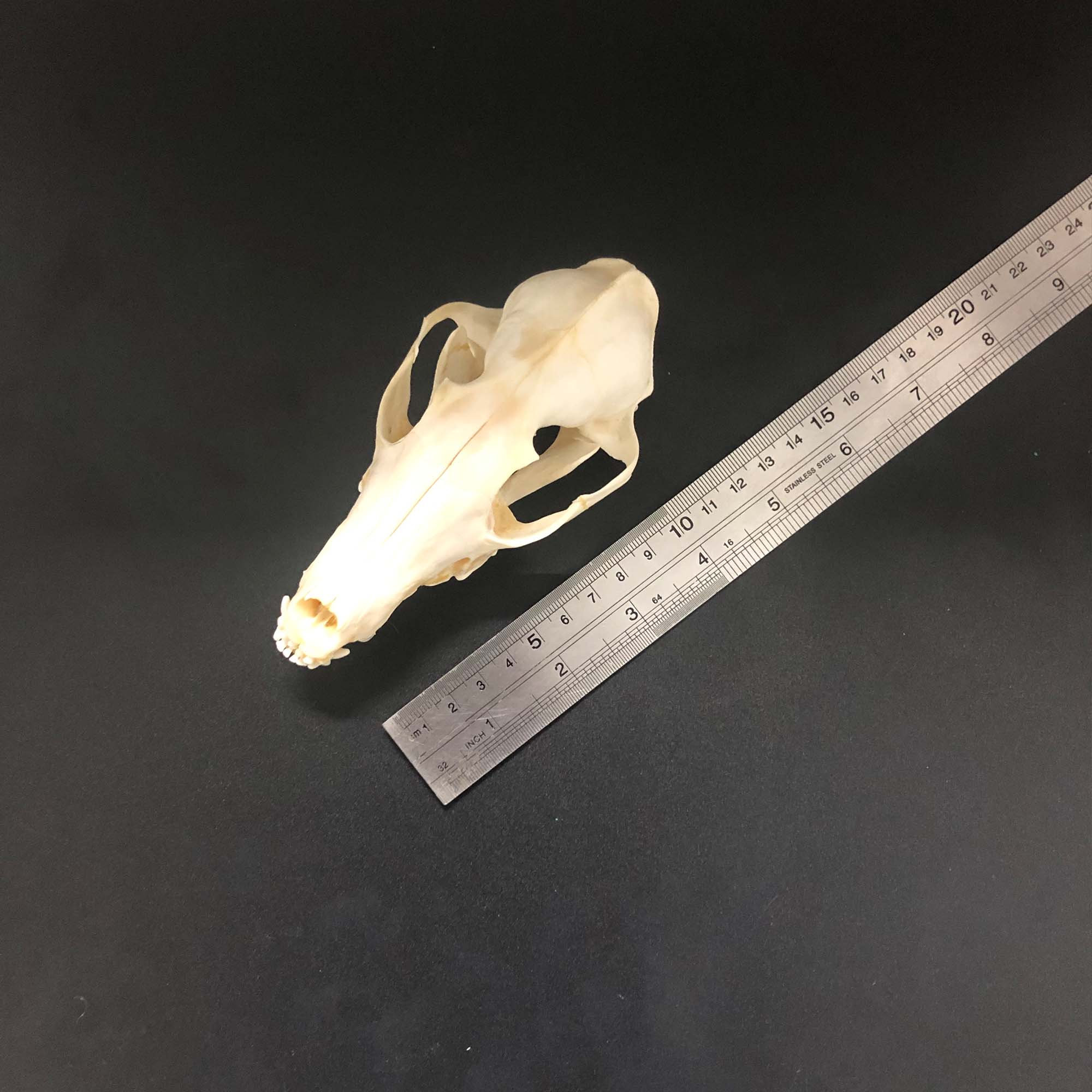 Real Fox Skull Bone Specimen After Cleaned and - Etsy UK