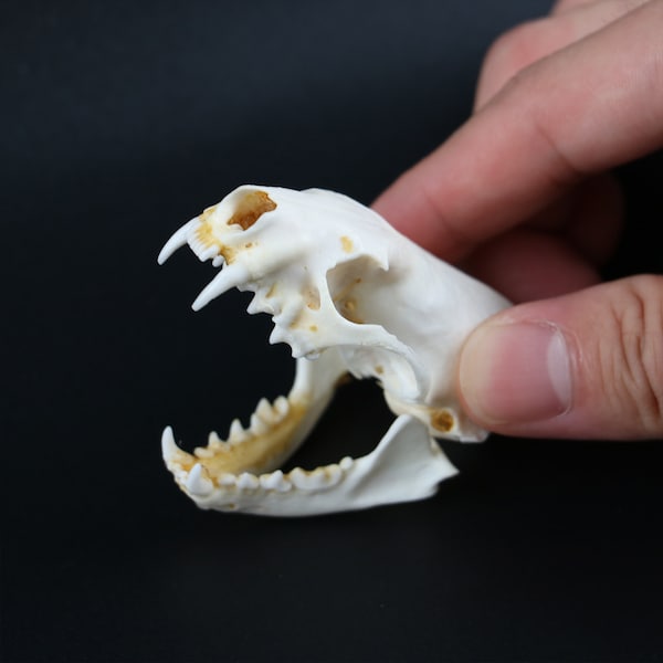 Animal Skull - Etsy