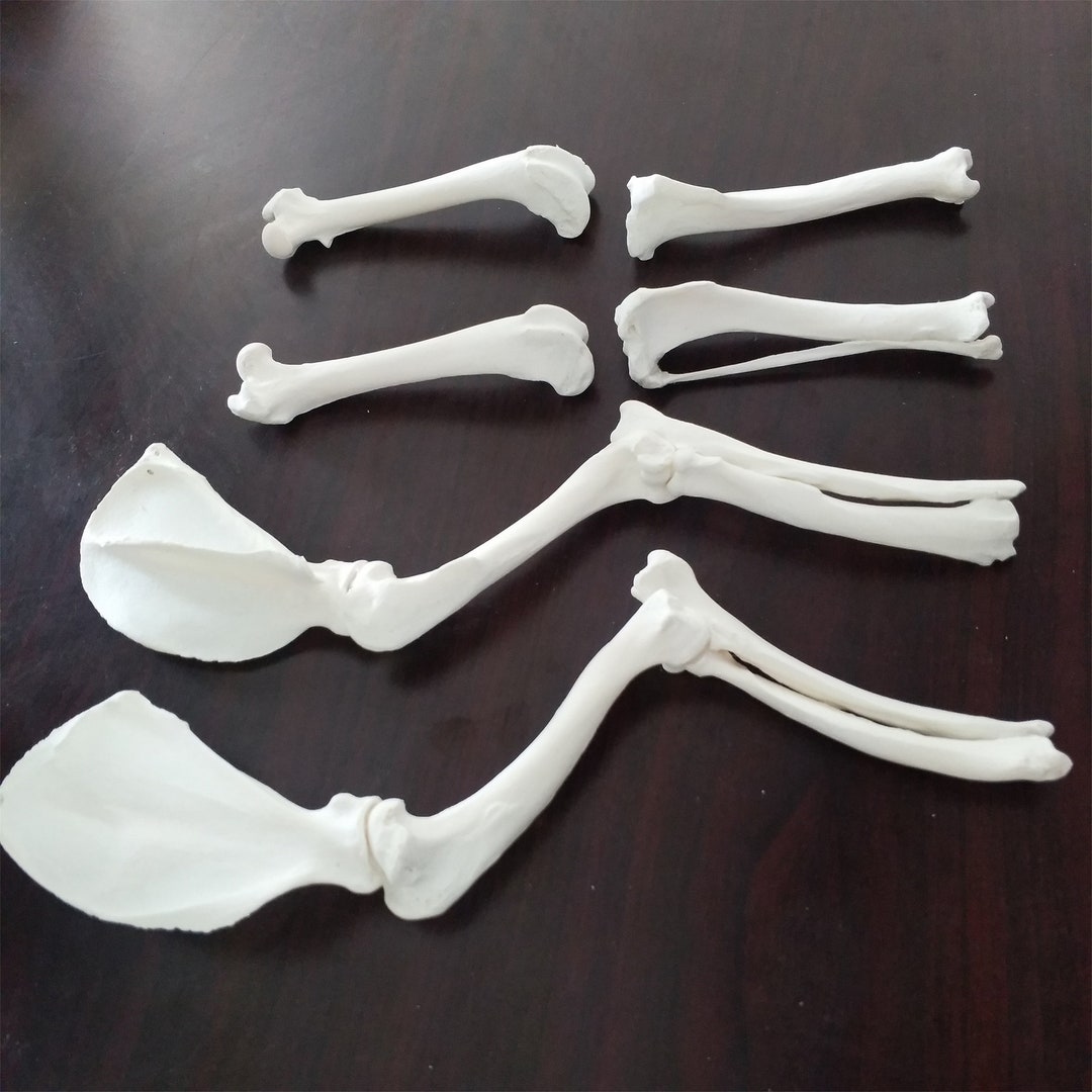 Real Dog Leg Bone Taxidermy Knife Handle Crafts Animal Bones - Etsy