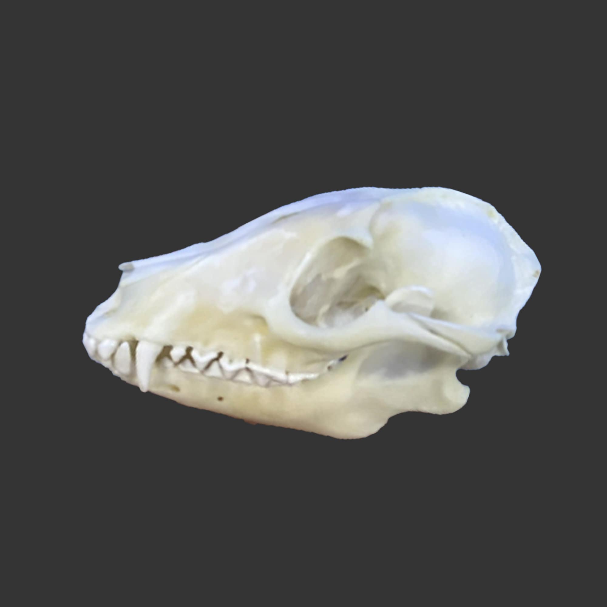 Raccoon Skullreal Taxidermy Skull Clean - Etsy