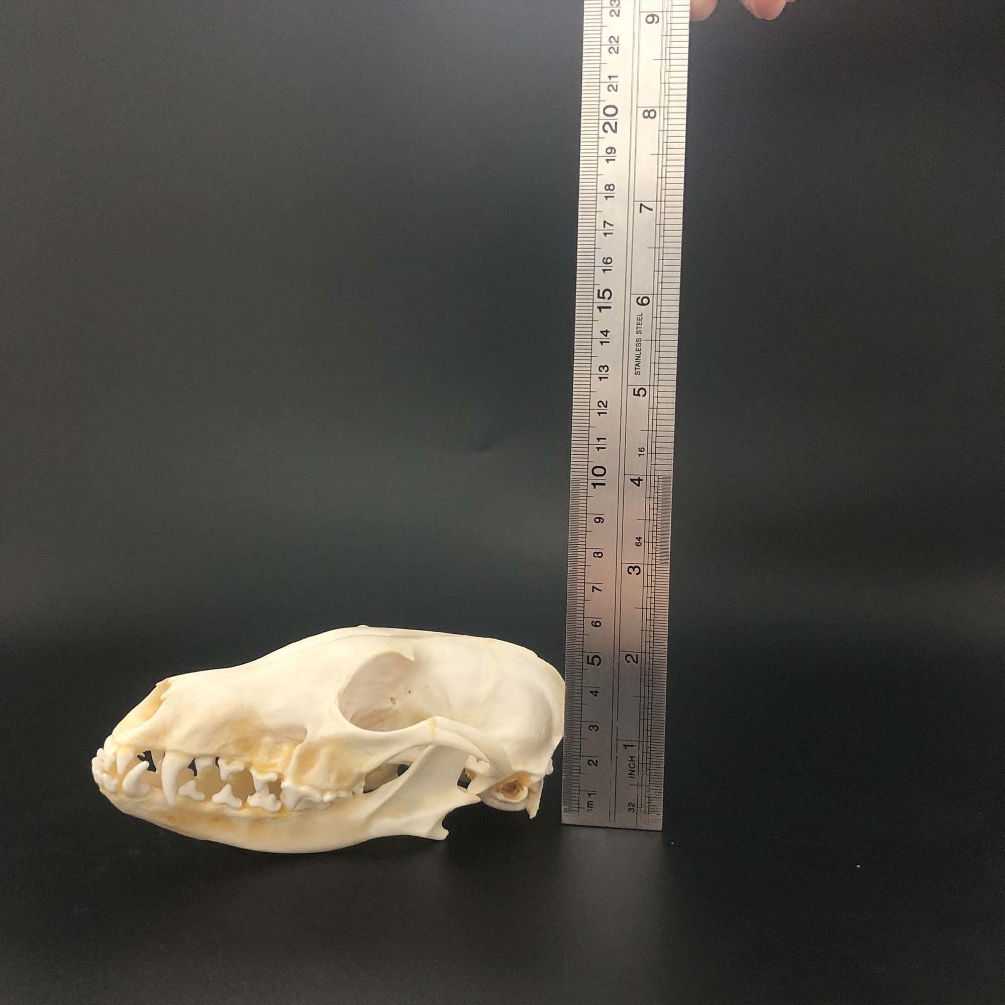 Real Fox Skull Bone Specimen After Cleaned and - Etsy UK