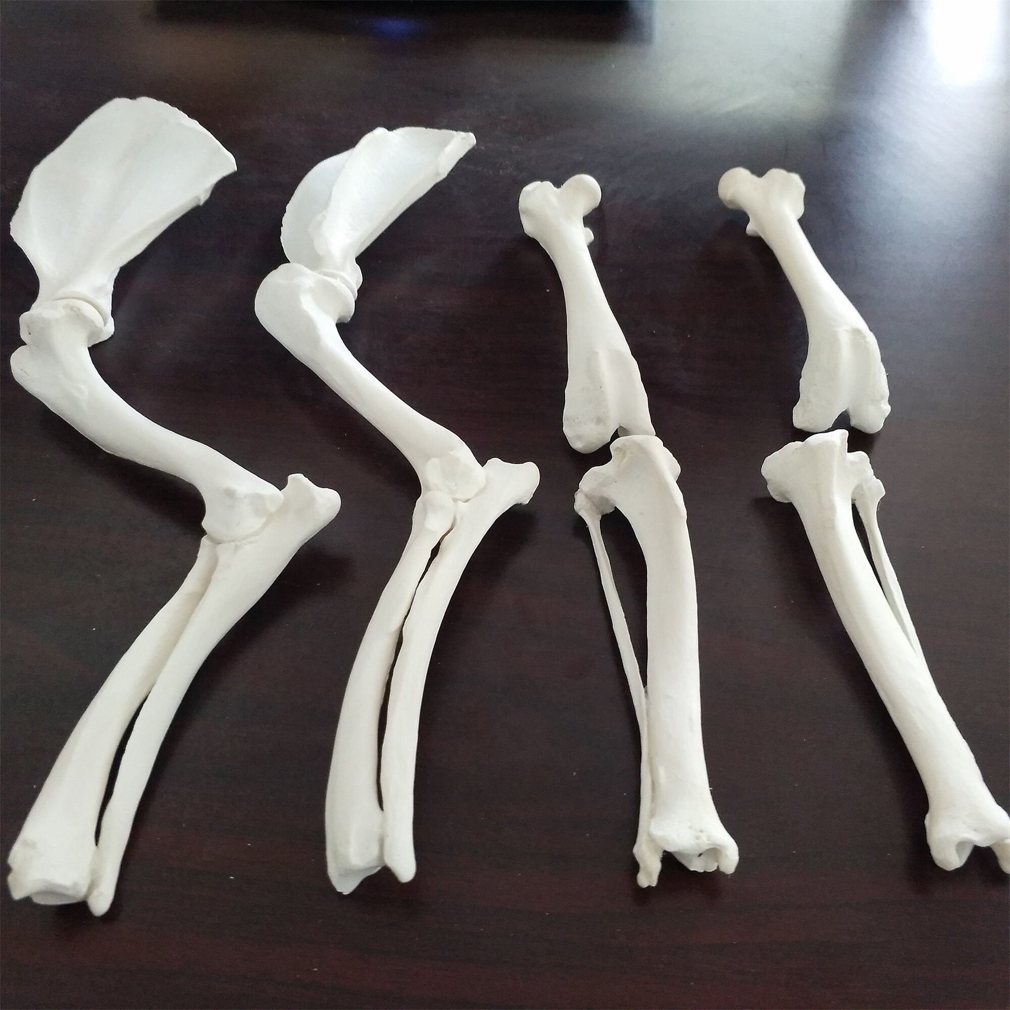 Real Dog Leg Bone Taxidermy Knife Handle Crafts Animal Bones - Etsy