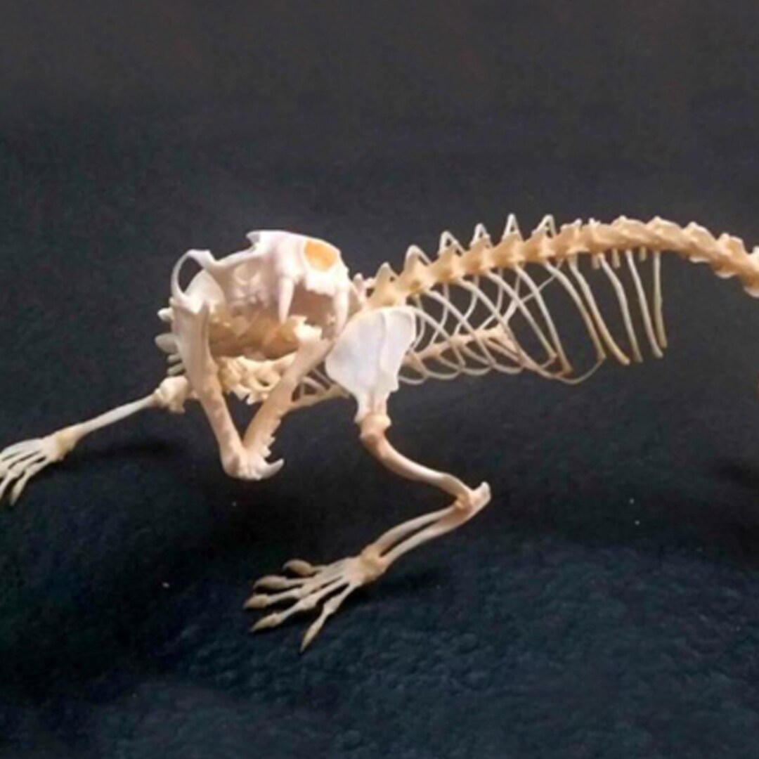 Mink Skeletonreal Animal Bonesmink Skullmink Torso - Etsy UK