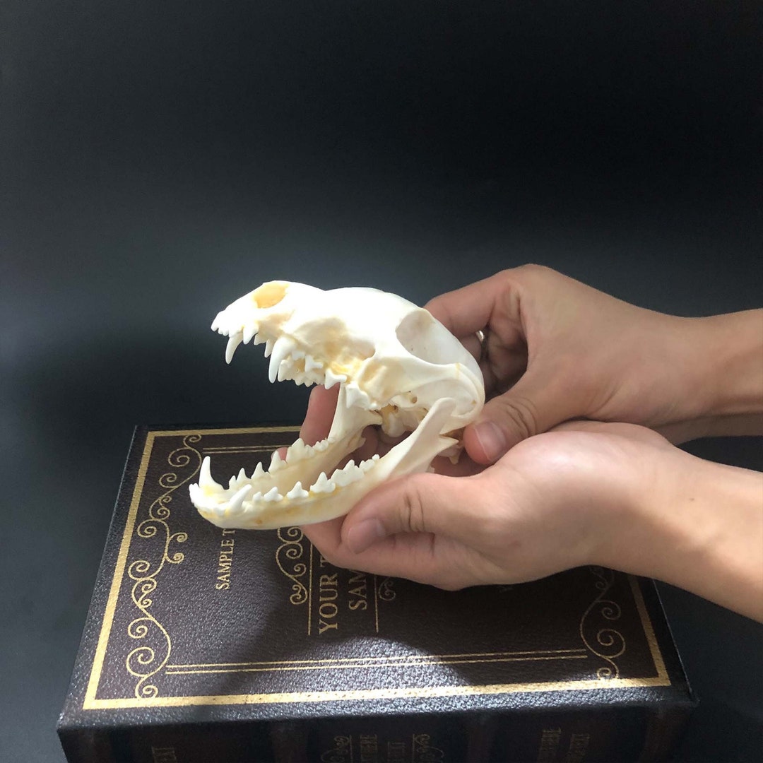 Real Fox Skull Bone Specimen After Cleaned and - Etsy UK