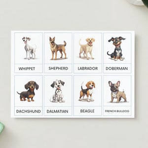 26 Different Dog Breed Flashcards Cartoon Style, Montessori Cards ...