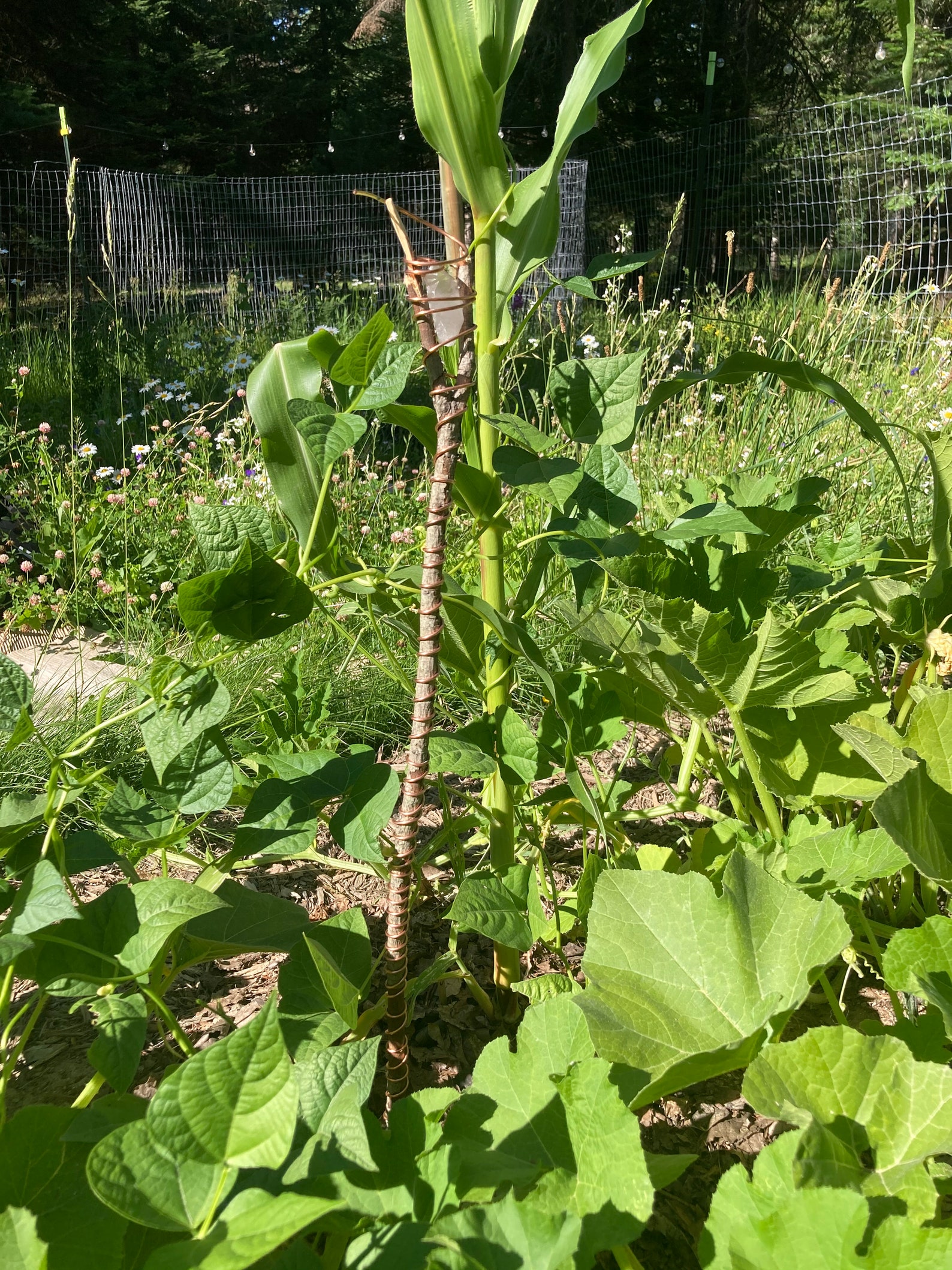 Copper Coil Electroculture Rods - Etsy