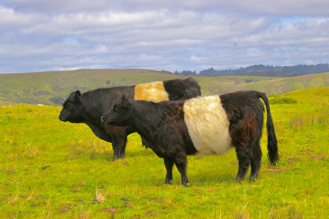 Twin Oreo Cows - Etsy