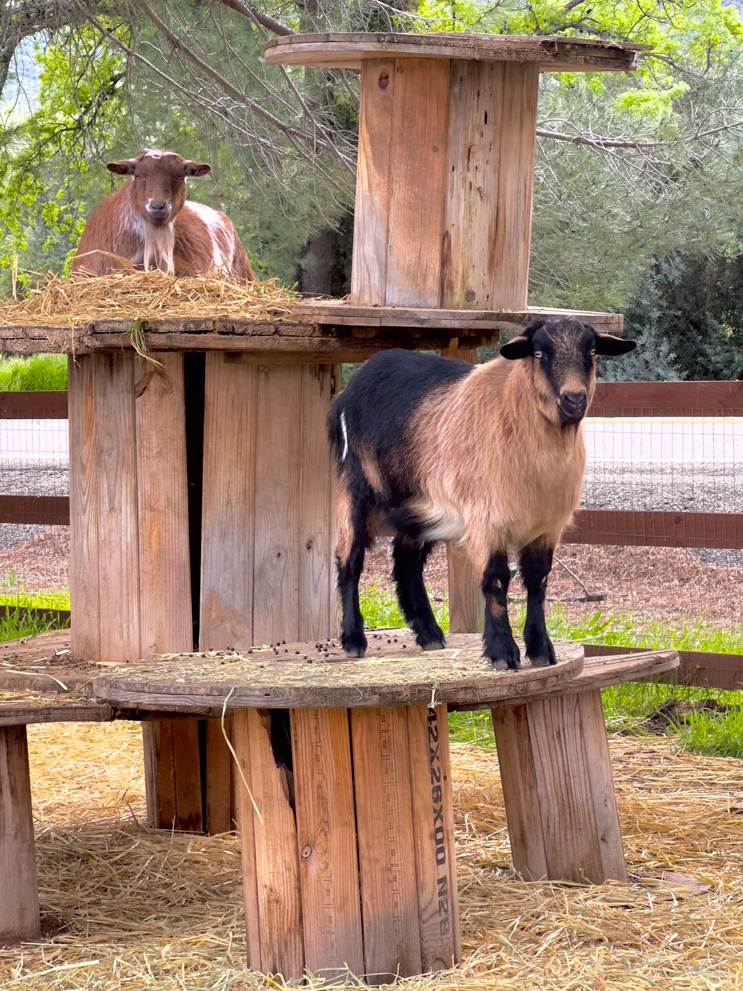 The Goat Tree - Etsy