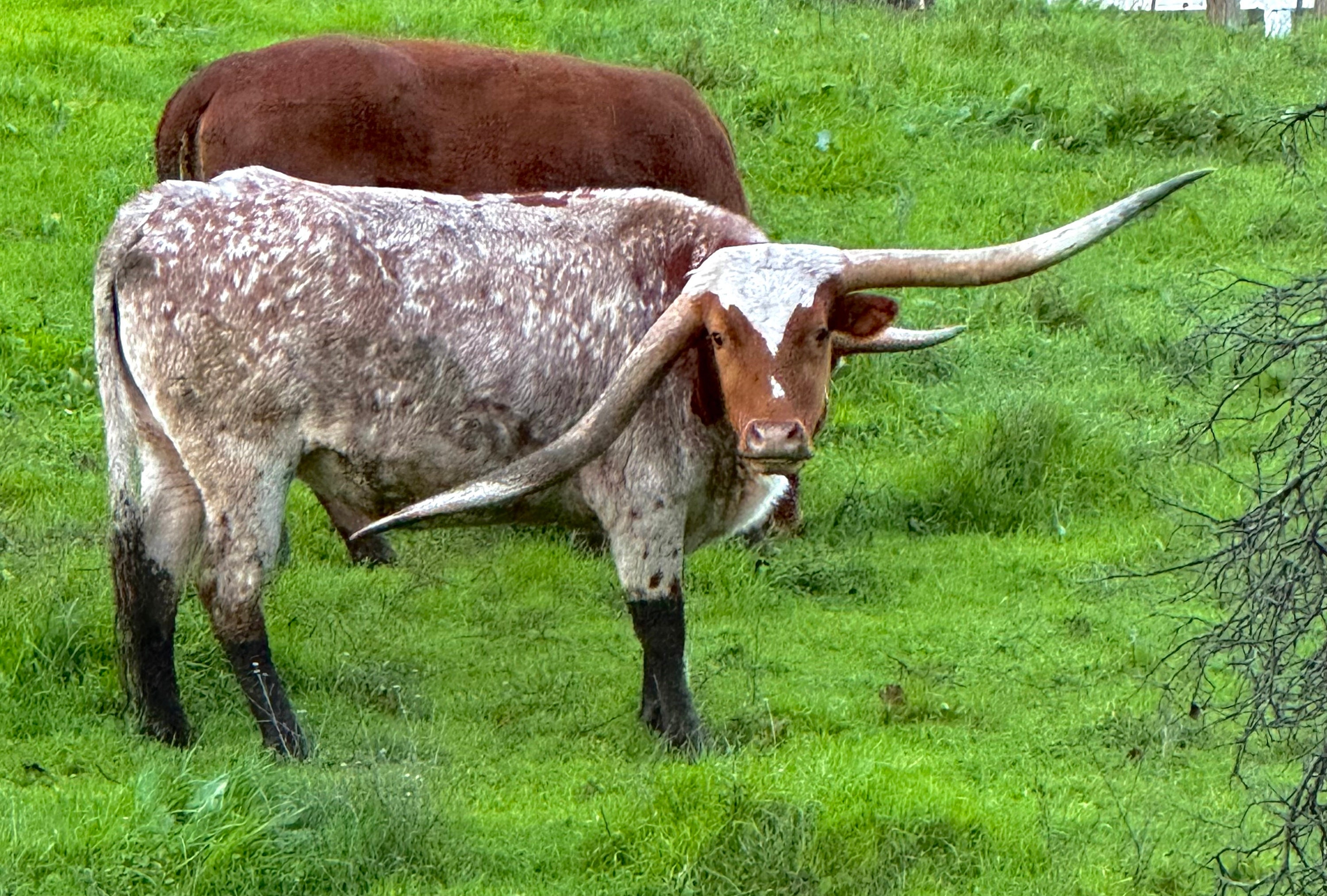 Big Horn Brown and White Cow - Etsy