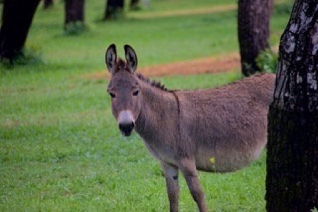 Its Mr. Donkey - Etsy