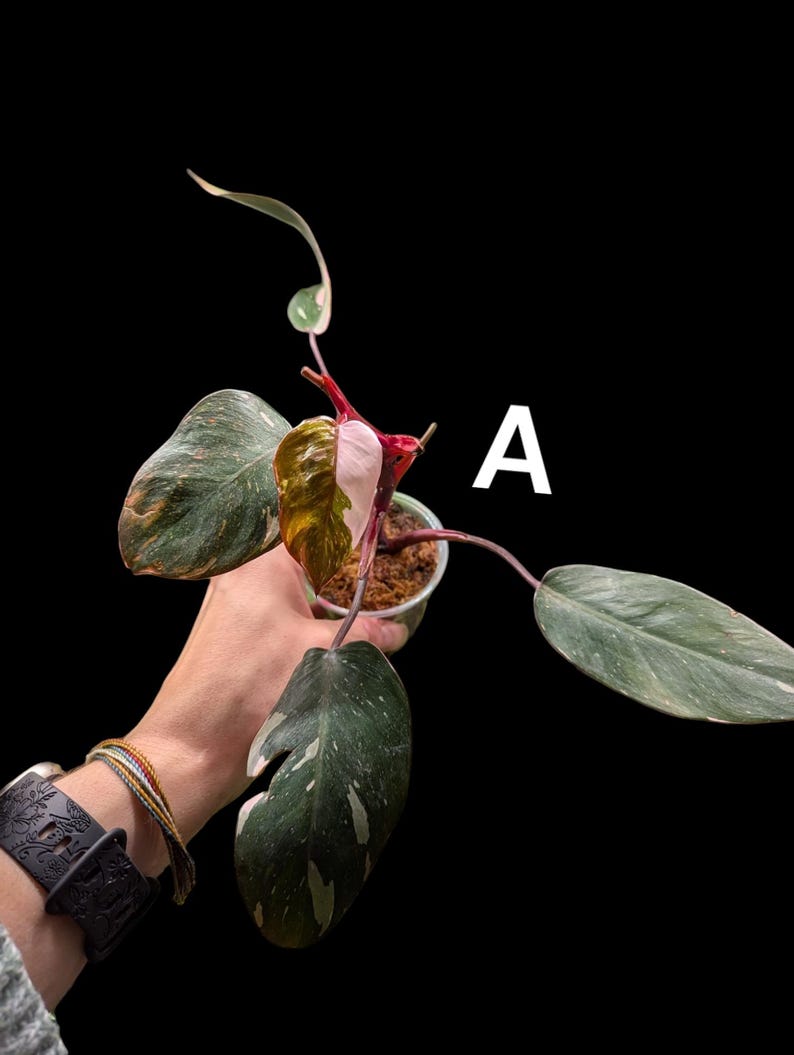 Philodendron Red Anderson - Etsy