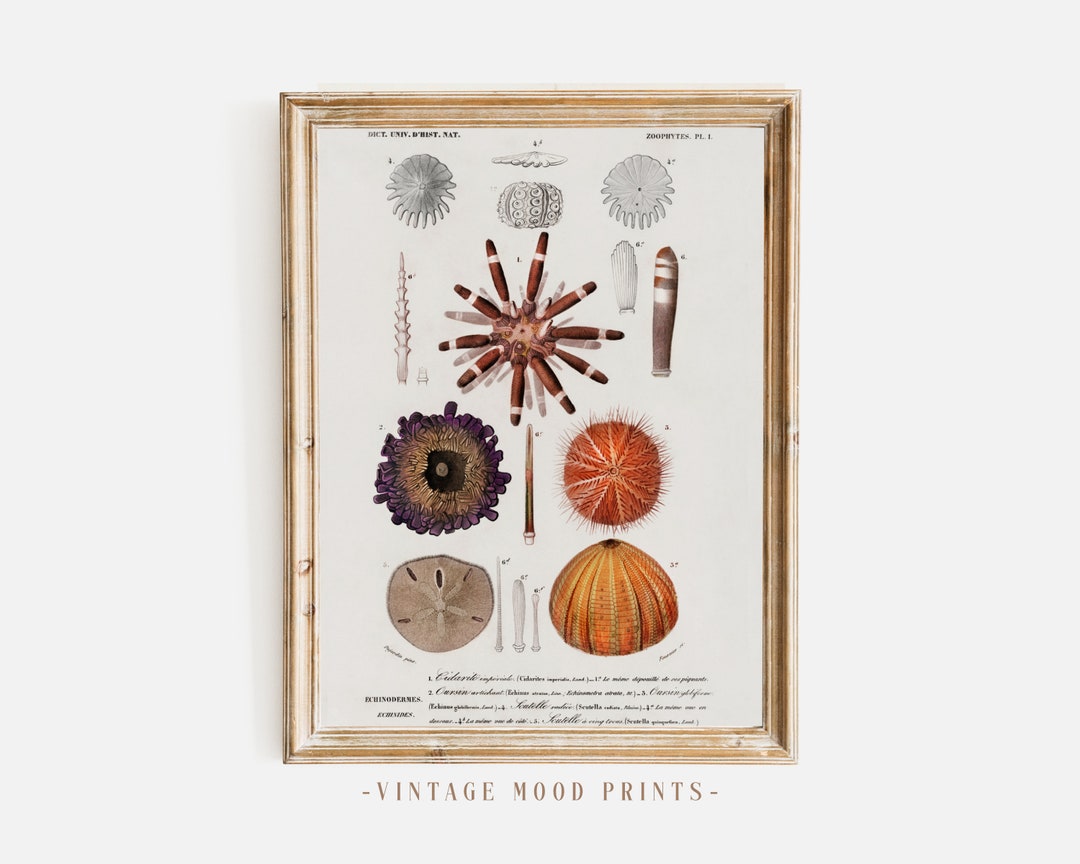 Sea Urchin Art Print, Sand Dollar and Marine Animals Wall Art, Vintage ...