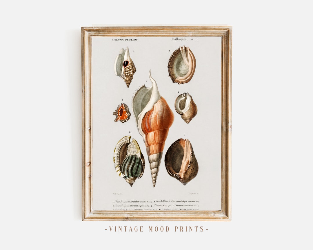Vintage Shell Art Print, Beach House Decoration, Coastal Vintage ...