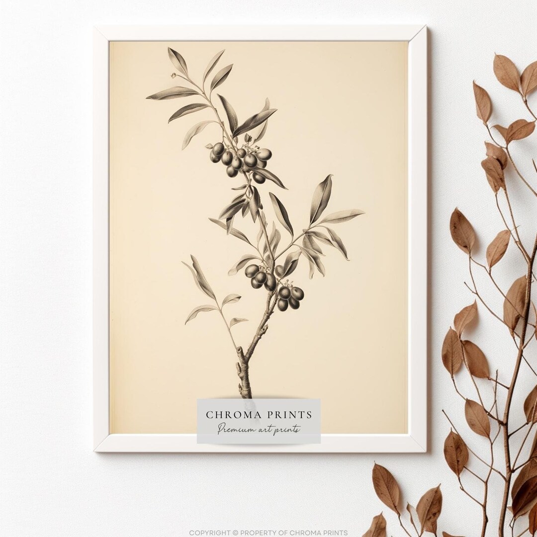 Olive Branch Drawing | Vintage Artwork | Art Neutral | Botanical ...