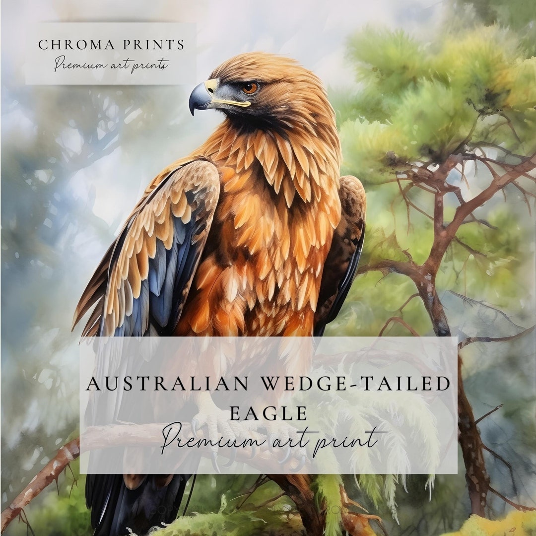 Eagle Wall Art | Bird Artwork | Watercolor Wedge-tailed Eagle | Digital ...