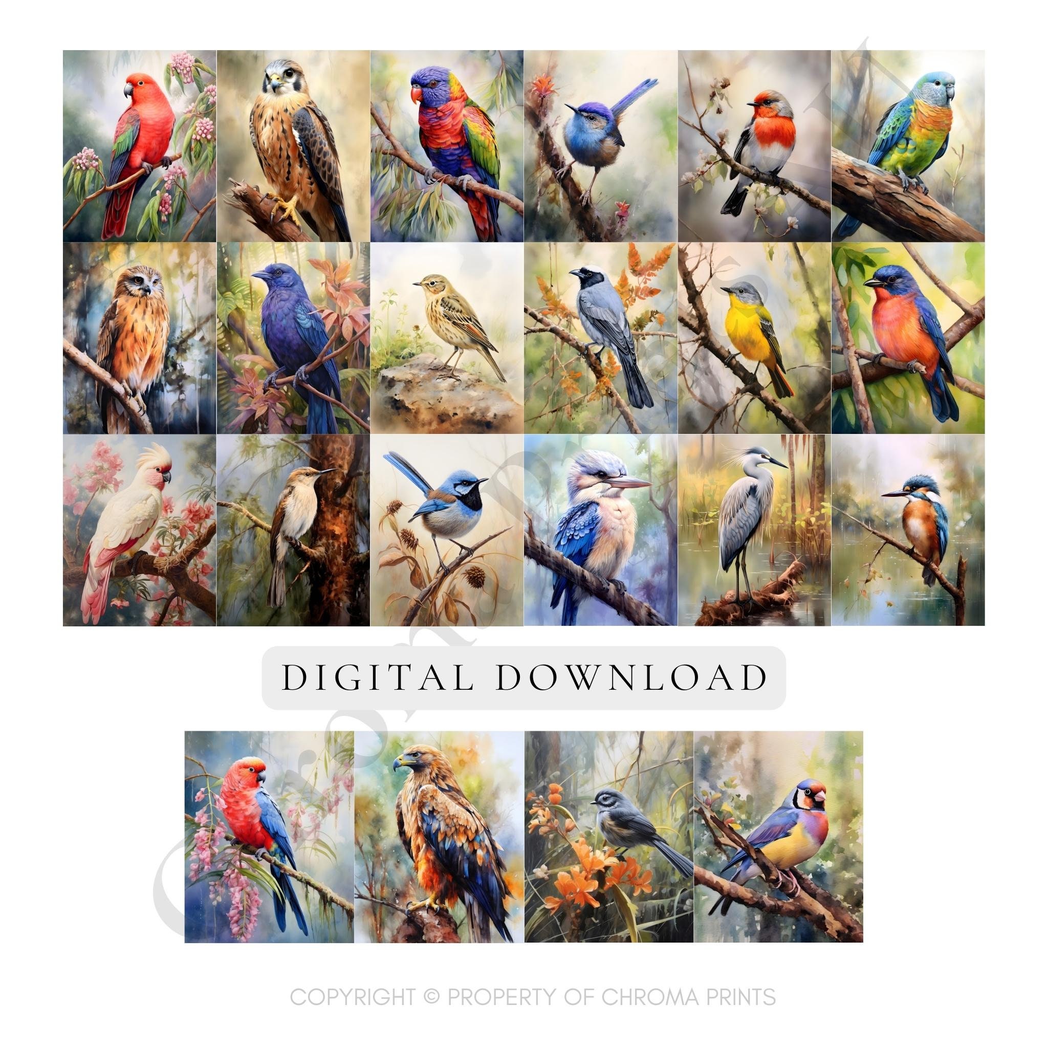 Australian Bird Art Collection Set of 22 Artworks Watercolor Bird ...