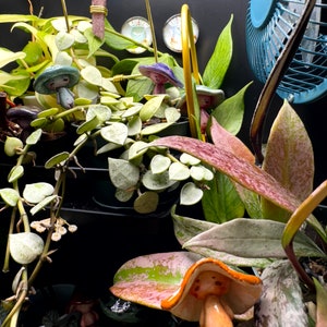 Sproutlings Plant Guardians Handmade Figurines vol 3. - Etsy