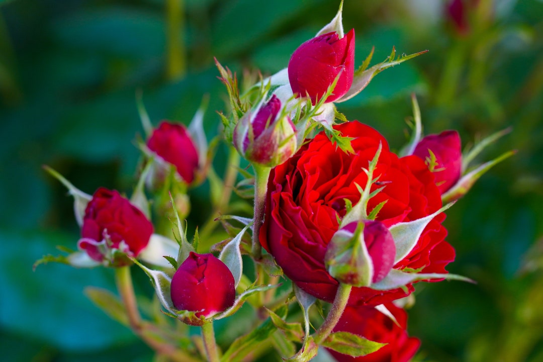 Beautiful Rose Photography - Etsy