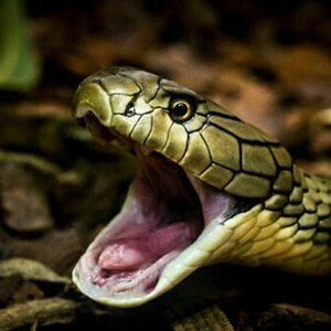 King Cobra Snake's Real Pearl nagamani Stone - Etsy