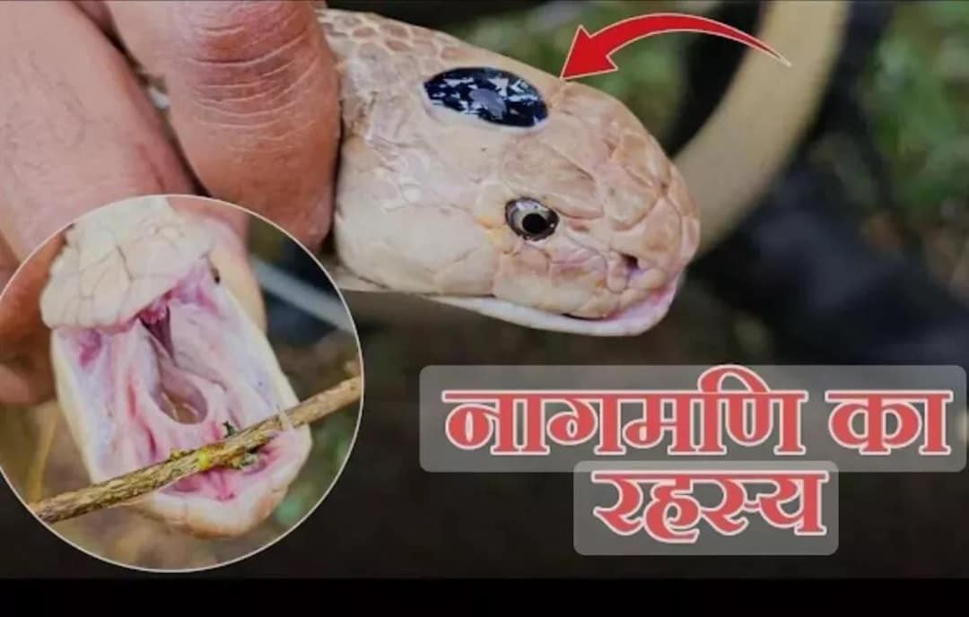 Rare King Cobra Pearl Stone Naga mani King Cobra Snake pearl MOST ...