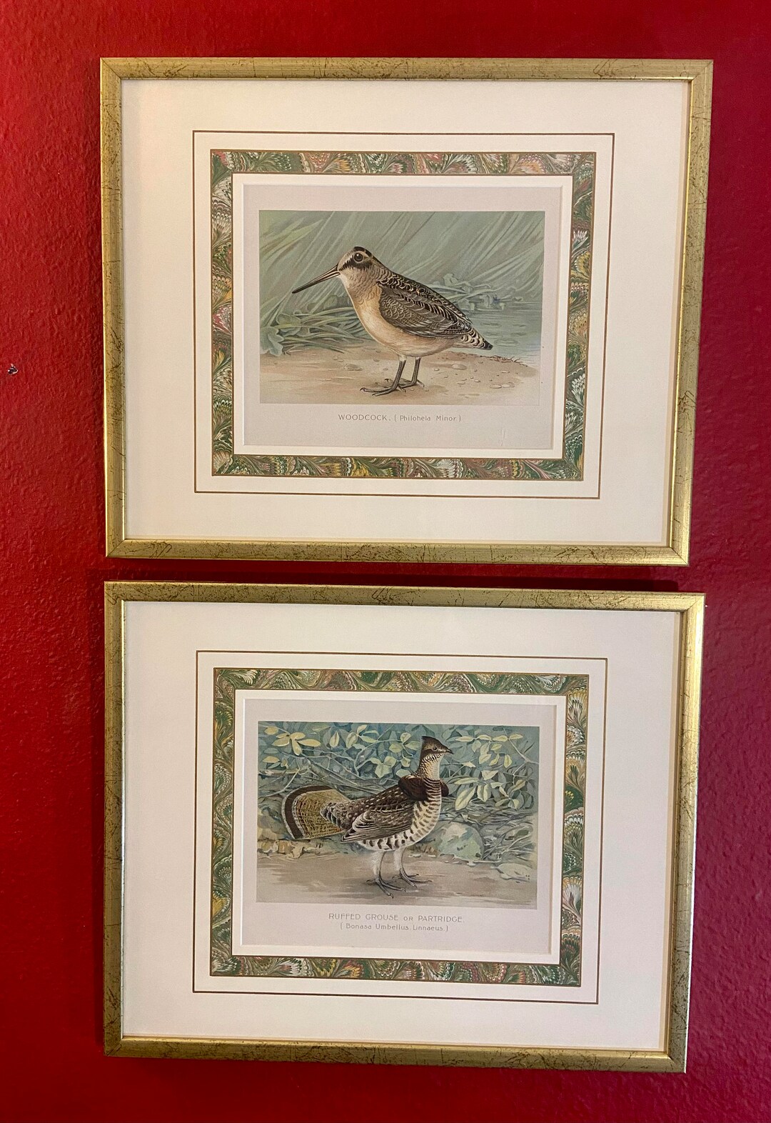 American Birds Original Color- Lithograph by the American Artist J.L ...