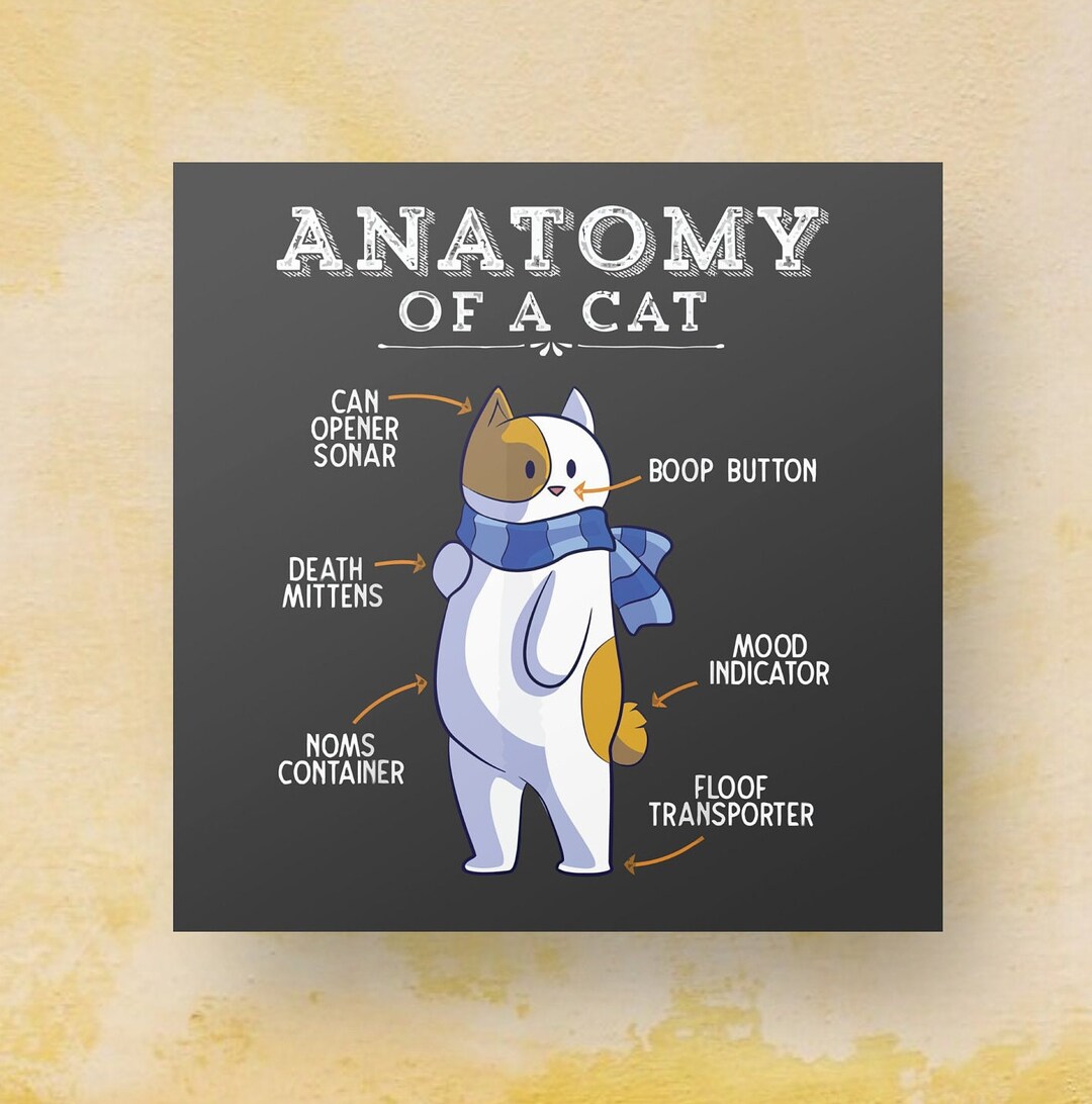 Funny Cat Sticker, Meme Decal, Cute Square Vinyl Stickers, Anatomy of A ...
