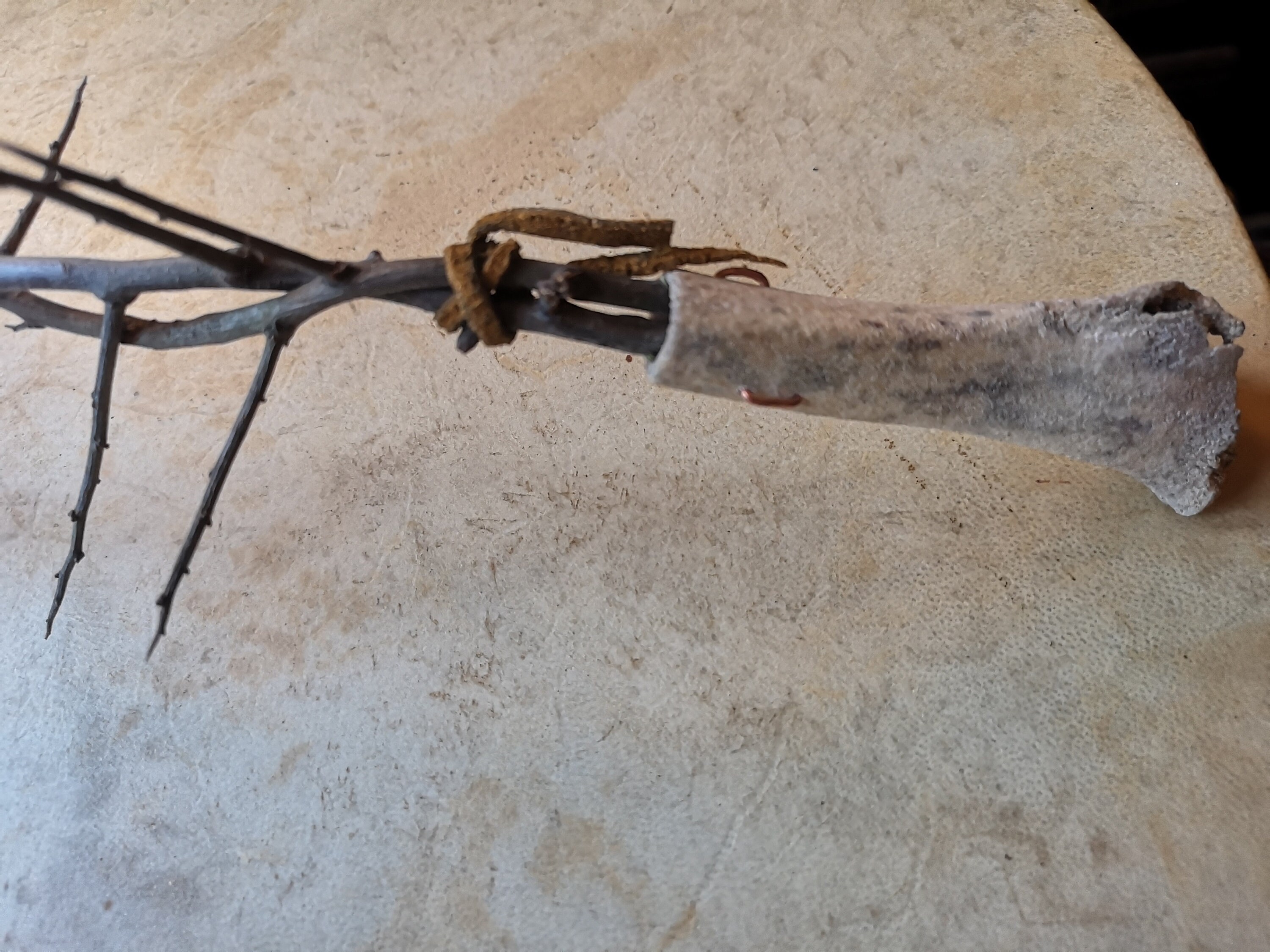 Blasting Rod, Blackthorn Wand, Thorny Stick, Witch Wicca Pagan Druid ...