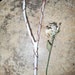 Unusual Blasting Rod Spirit Stick Banishing Stick Witch Shaman Folk ...