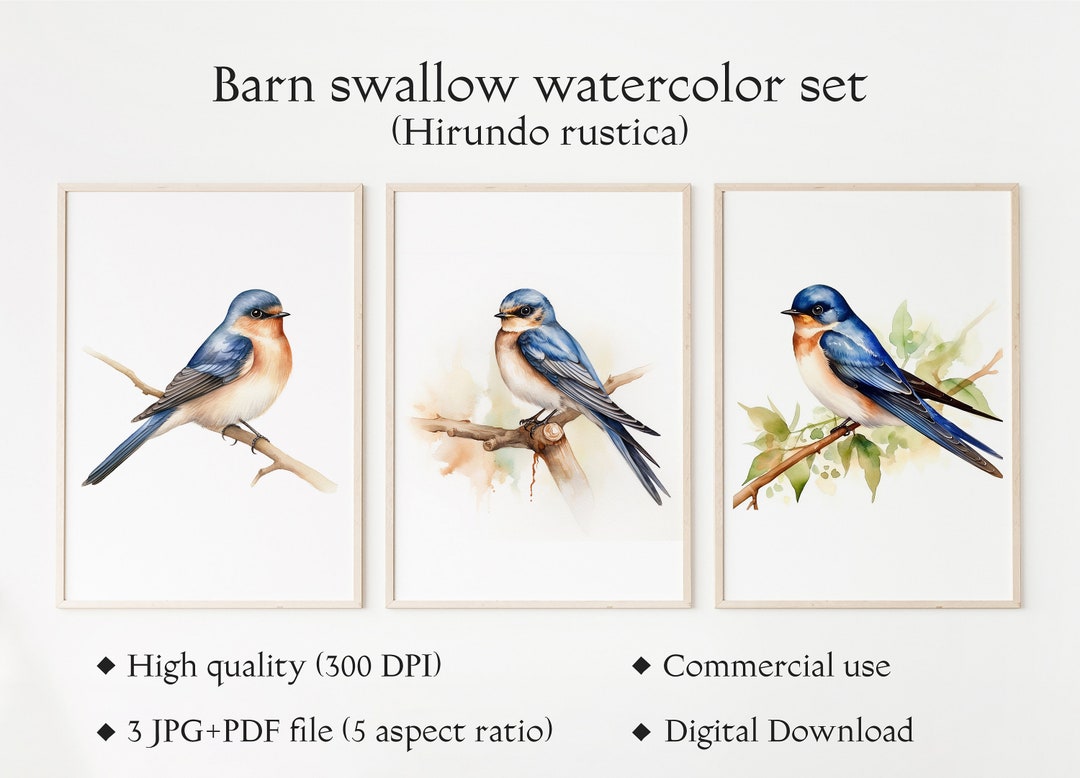 Watercolor BARN SWALLOW Illustration. Scientific, Biological Bird ...